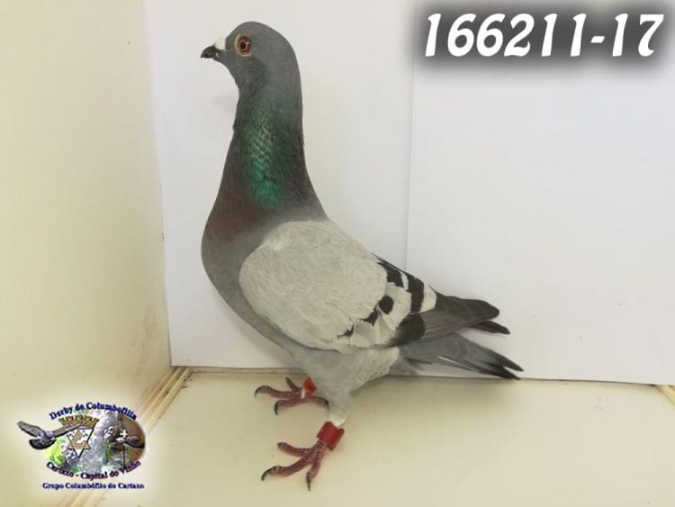 Pigeon Auction 166211-17, seller WINKIE PIGEONS - TEAM B (4º / Ace: 20º ...