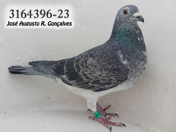 Leilão do Pombo 3164396-23 do proprietário JOSÉ AUGUSTO R. GONÇALVES ...
