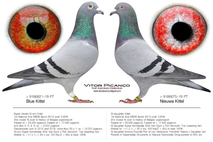 Leilão do Pombo 3237997-23 do proprietário VÍTOR PICANÇO | GPloft.com