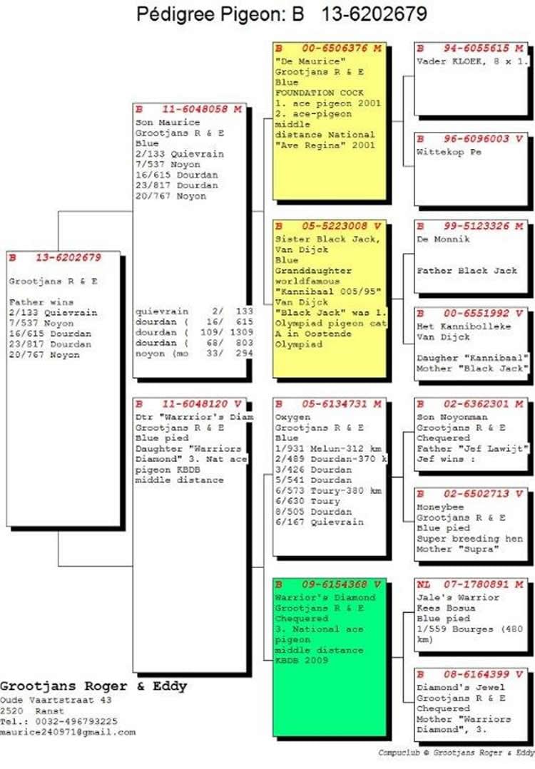 Leilão do Pombo 6202679-13 do proprietário ROGER & EDDY GROOTJANS ...