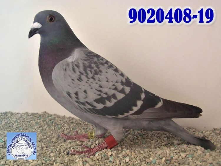 Leilão do Pombo 9020408-19 do proprietário PEDRO PORTO - C (1º P. ÁS ...