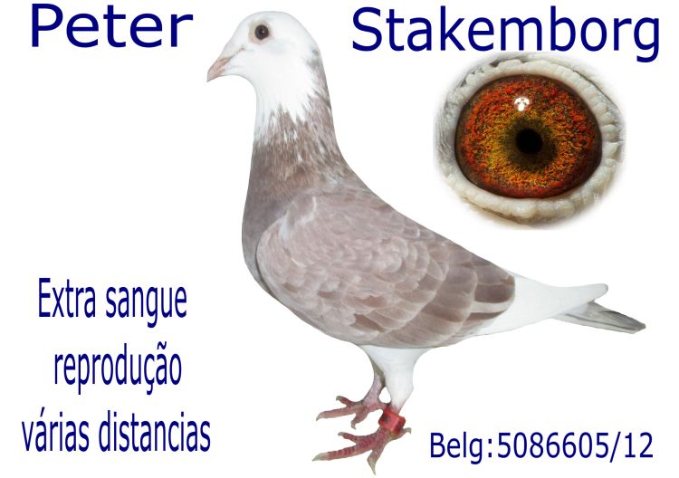 Leilão do Pombo 9158916-19 do proprietário FORA D'HORAS | GPloft.com