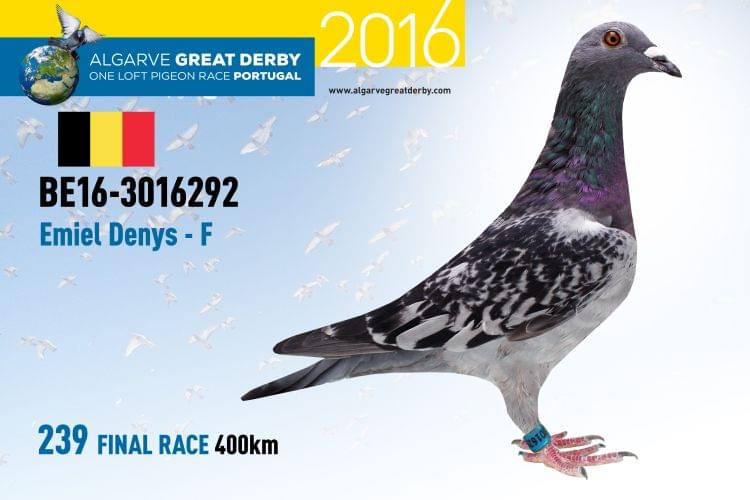 Pigeon Auction BE-3016292, seller Emiel Denys - F (239º / Ace: 492º ...