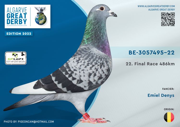Pigeon Auction BE-3057495-22, seller Emiel Denys (22º / Ace:41º ...