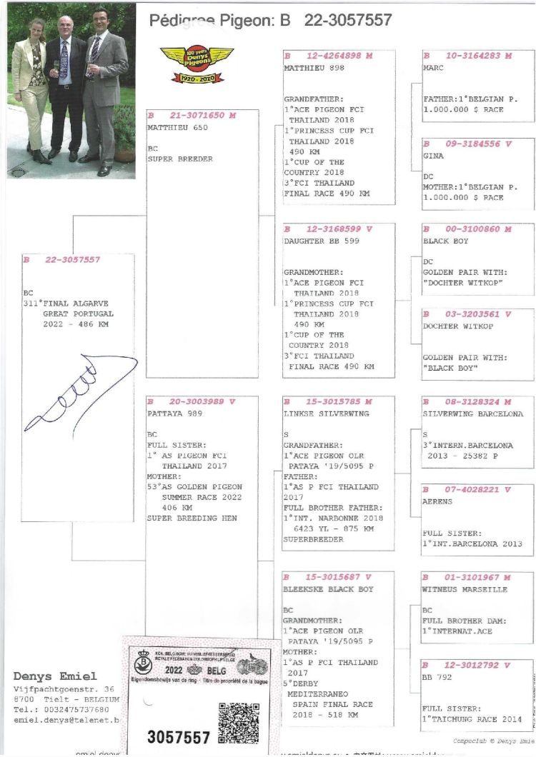 Pigeon Auction BE-3057557-22, seller Emiel Denys-Qiu Qiao Zhen (311º ...