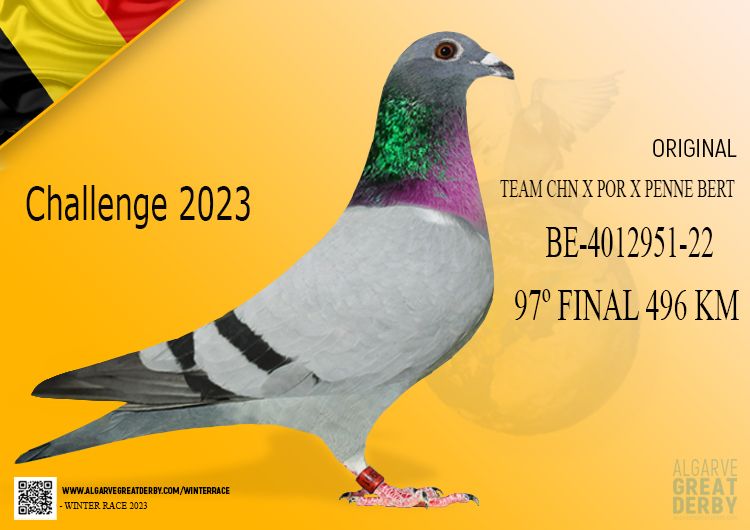 Pigeon Auction BE-4012951-22, seller Team CHN X POR X Penne Bert (97º ...
