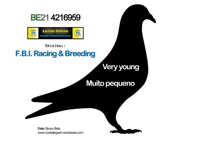 Leilão do Pombo BE-4216959 do proprietário FBI PIGEONS | GPloft.com