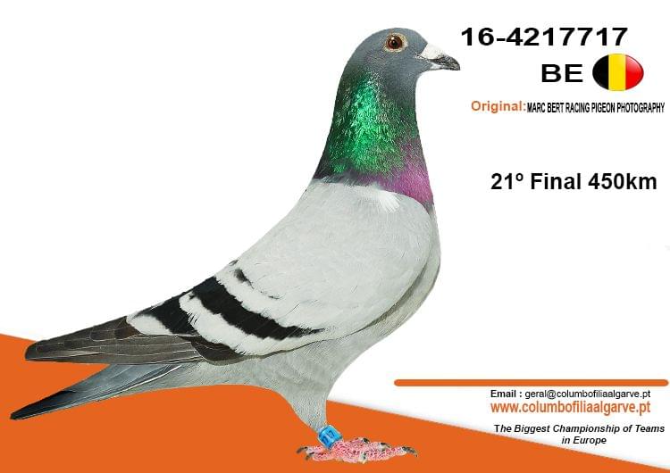 Pigeon Auction BE-4217717-16, seller MARC BERT RACING PIGEON ...