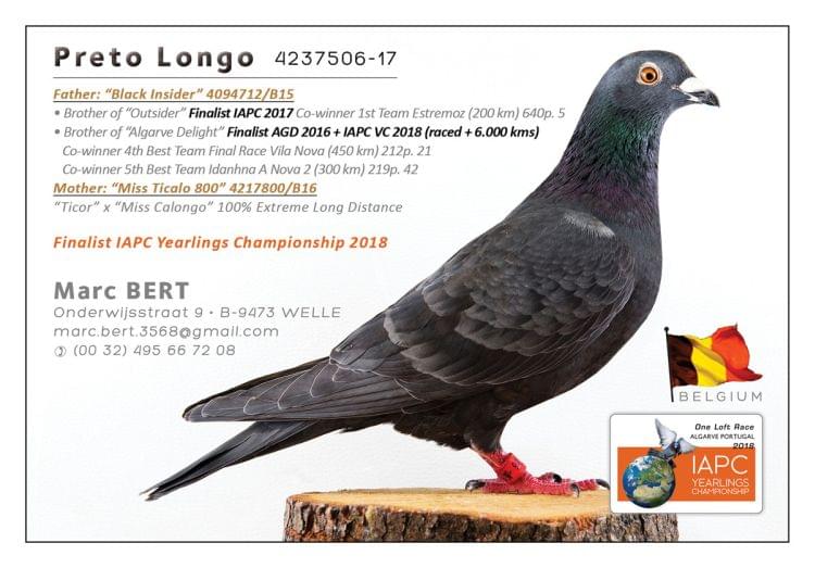 Pigeon Auction BE-4217717-16, seller MARC BERT RACING PIGEON ...