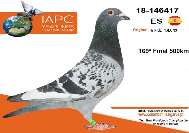 Pigeon Auction ES-146417, seller WINKIE PIGEONS-C (169º / Ace: 144º ...