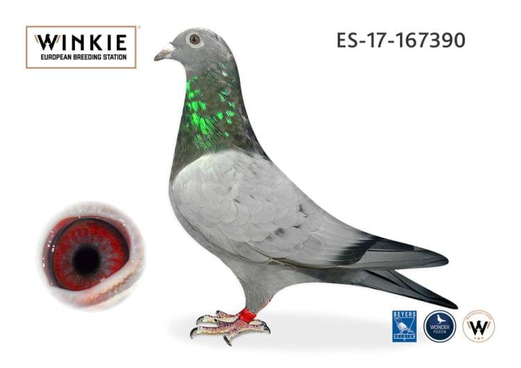 Leilão do Pombo ES-17-167390 do proprietário WINKIE PIGEONS | GPloft.com