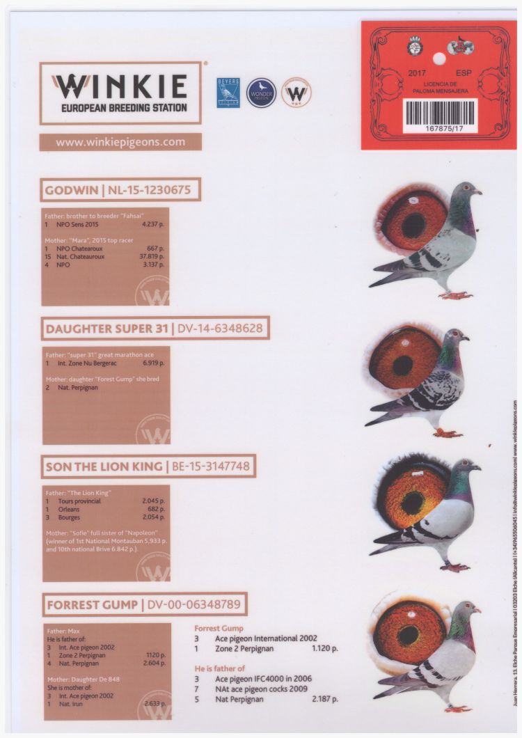 Leilão do Pombo ES-17-167875 do proprietário MONICK NYS-JANSSEN ...