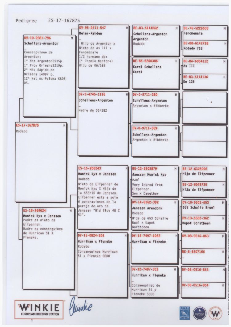 Leilão do Pombo ES-17-167875 do proprietário MONICK NYS-JANSSEN ...