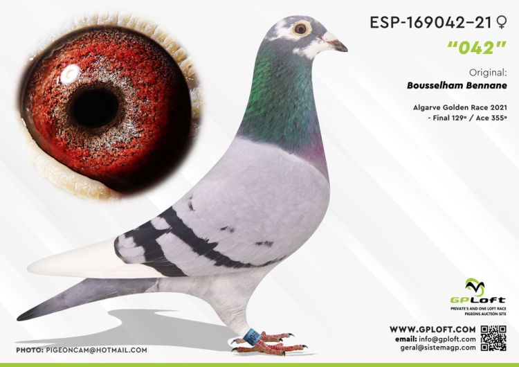 Leilão do Pombo ES21-169042 do proprietário CARLOS GLÓRIA & MANUEL ...