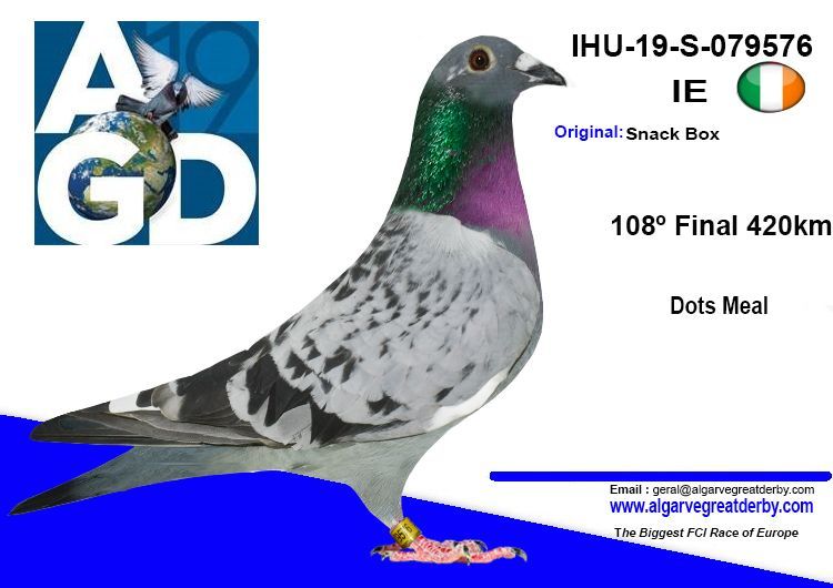 Leilão do Pombo ES21-169042 do proprietário CARLOS GLÓRIA & MANUEL ...