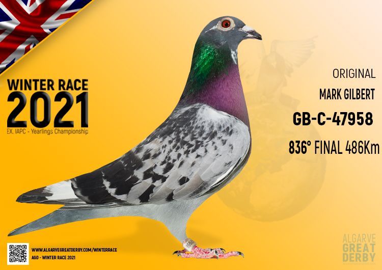 Pigeon Auction GB-C-47958, seller MARK GILBERT (836º / Ace:202º ...