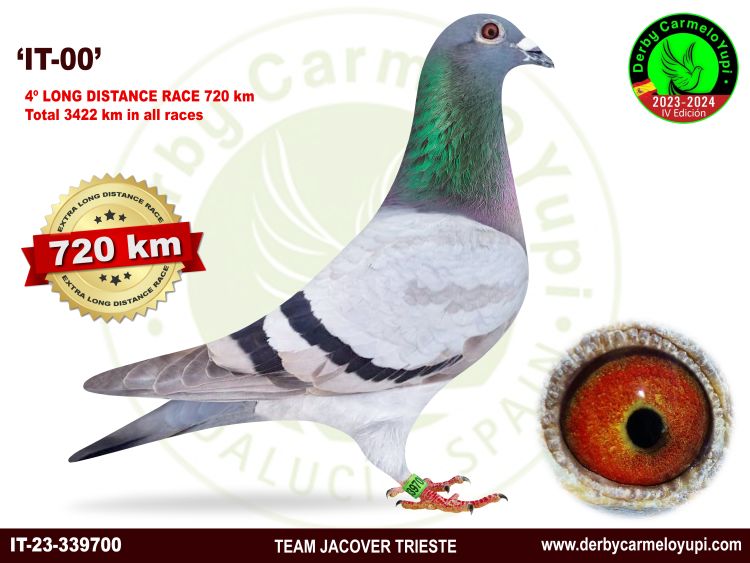 Pigeon Auction IT-23-339700, seller TEAM JACOVER TRIESTE (4º - LONG ...