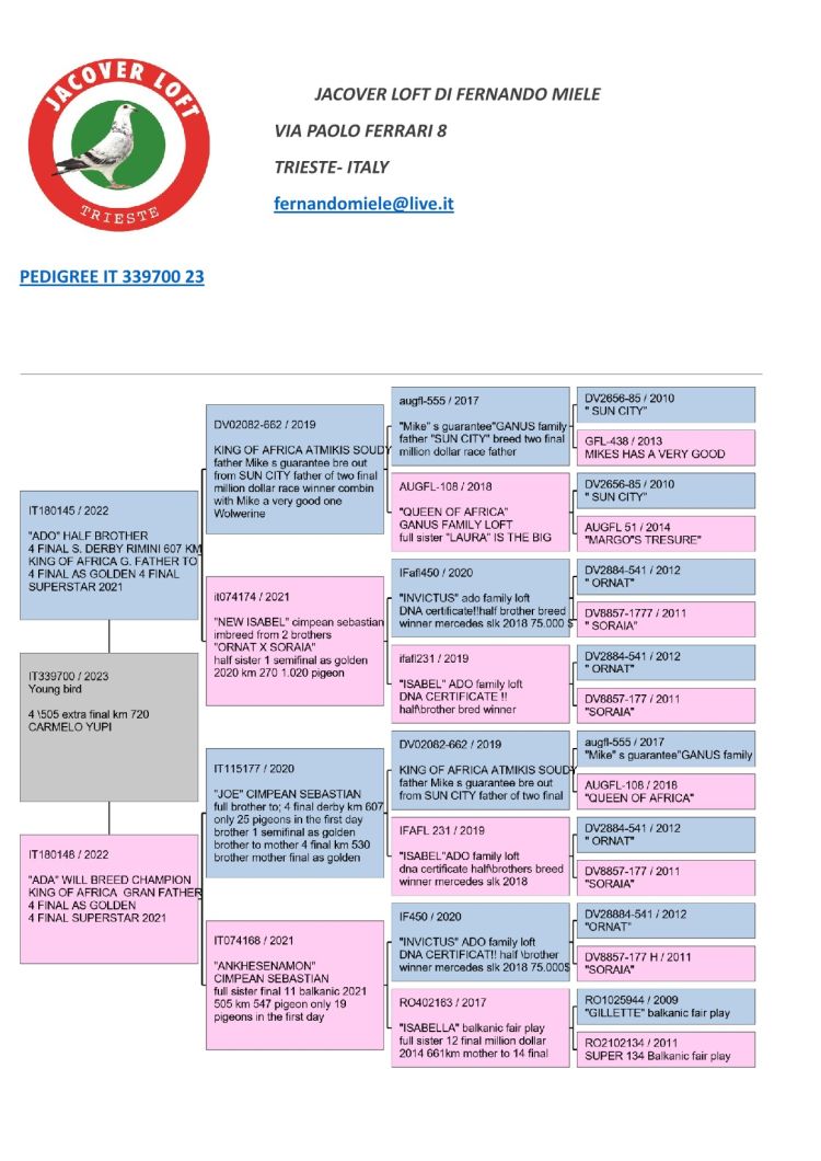 Pigeon Auction IT-23-339700, seller TEAM JACOVER TRIESTE (4º - LONG ...