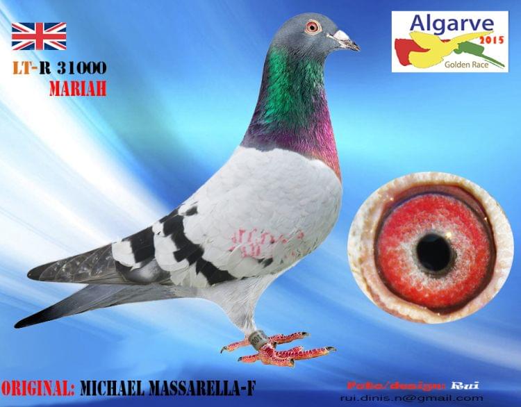 Pigeon Auction LT-R 31000, seller Michael Massarella-F (--- / Ace: ---º ...