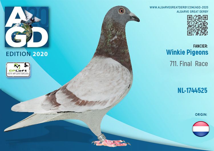 Pigeon Auction NL-1744525, seller Winkie Pigeons-F (771º / Ace:615º ...