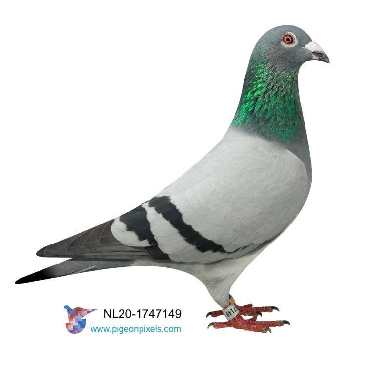 Pigeon Auction NL20-1747149, seller THEO RUTTEN & SON | GPloft.com ...