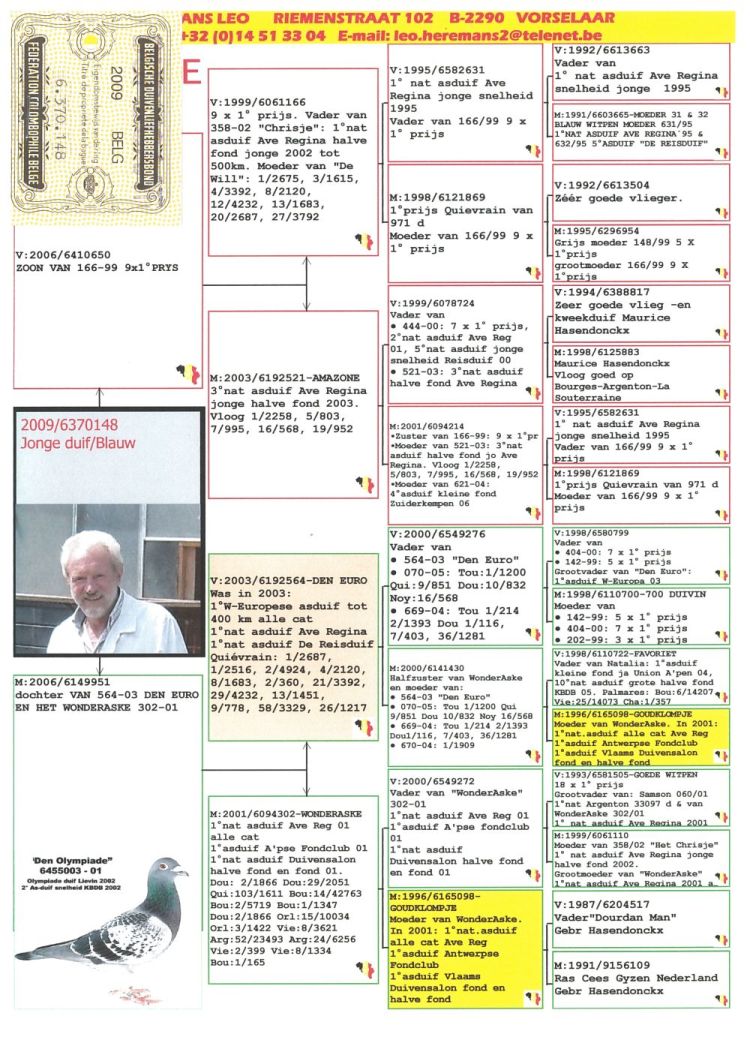 Pigeon Auction NL20-1747149, seller THEO RUTTEN & SON | GPloft.com ...
