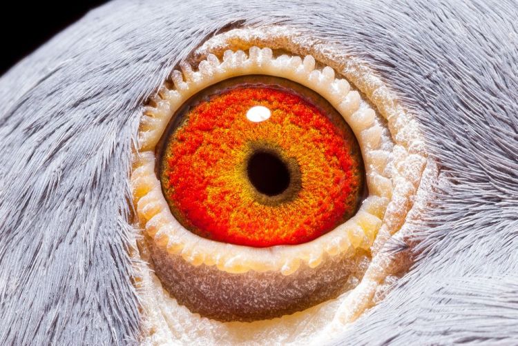 Pigeon Auction NL20-1747159, seller THEO RUTTEN & SON | GPloft.com ...