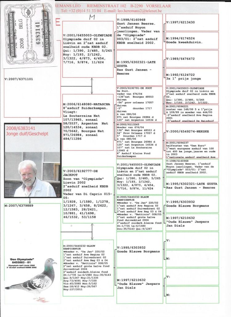 Pigeon Auction NL20-1747159, seller THEO RUTTEN & SON | GPloft.com ...