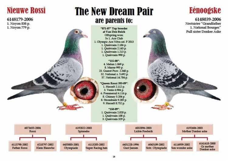 Pigeon Auction NL20-1747159, seller THEO RUTTEN & SON | GPloft.com ...