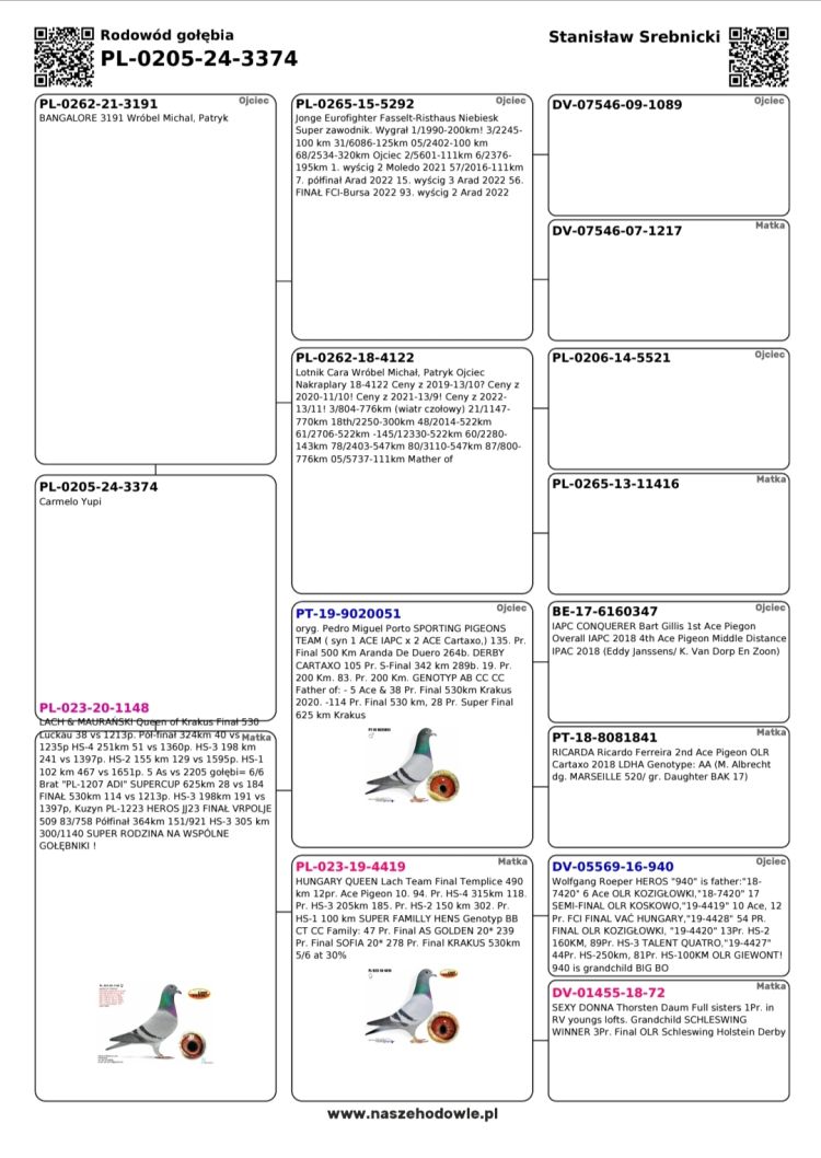 Leilão do Pombo PL-0205-24-3374 do proprietário SREBNICKI TEAM A (36ª - 2ª LONG DISTANCE 896 KMS ...