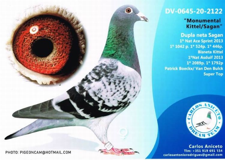 Pigeon Auction PT-2140415-22, seller CARLOS ANICETO | GPloft.com, Portugal