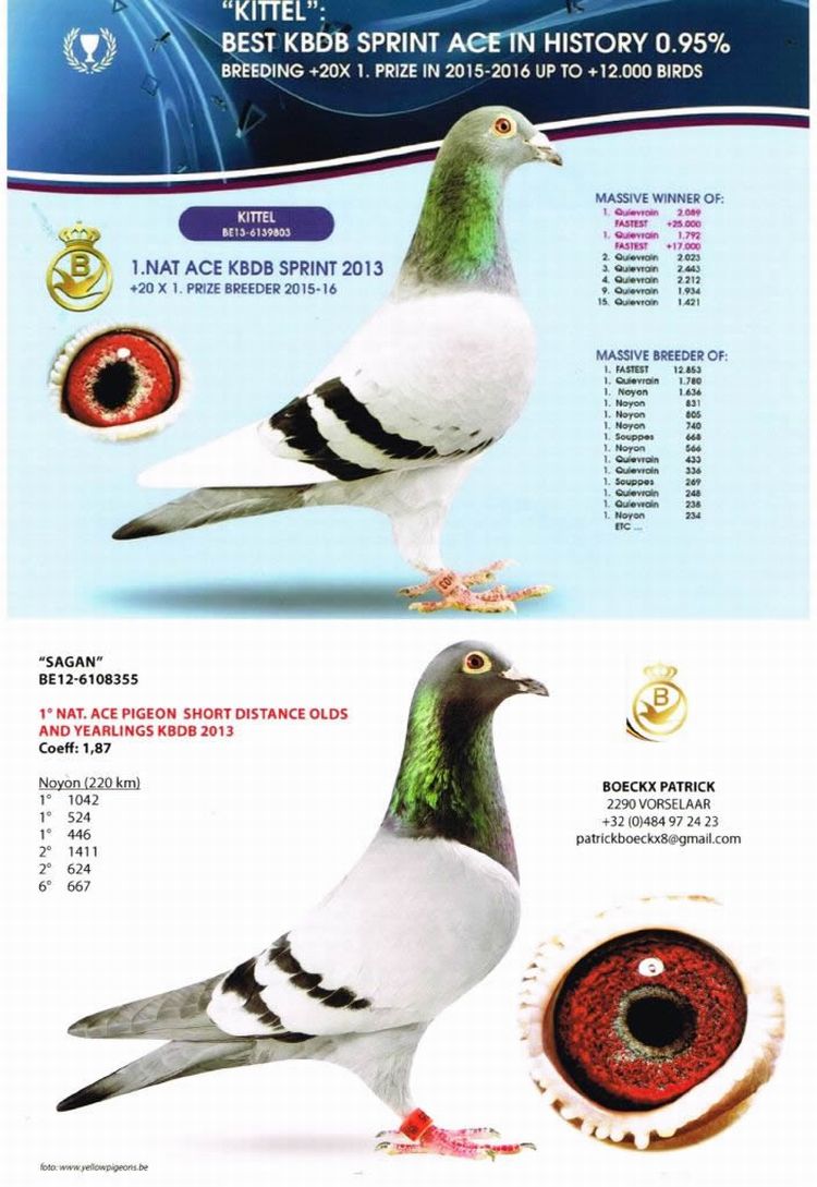 Pigeon Auction PT-2140415-22, seller CARLOS ANICETO | GPloft.com, Portugal