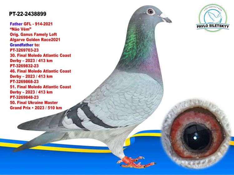 Leilão do Pombo PT-22-2438899 do proprietário PAVLO SILETSKYY | GPloft.com