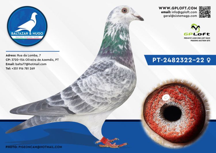 Leilão do Pombo PT-2482322-22 do proprietário BALTAZAR & HUGO - RACING ...