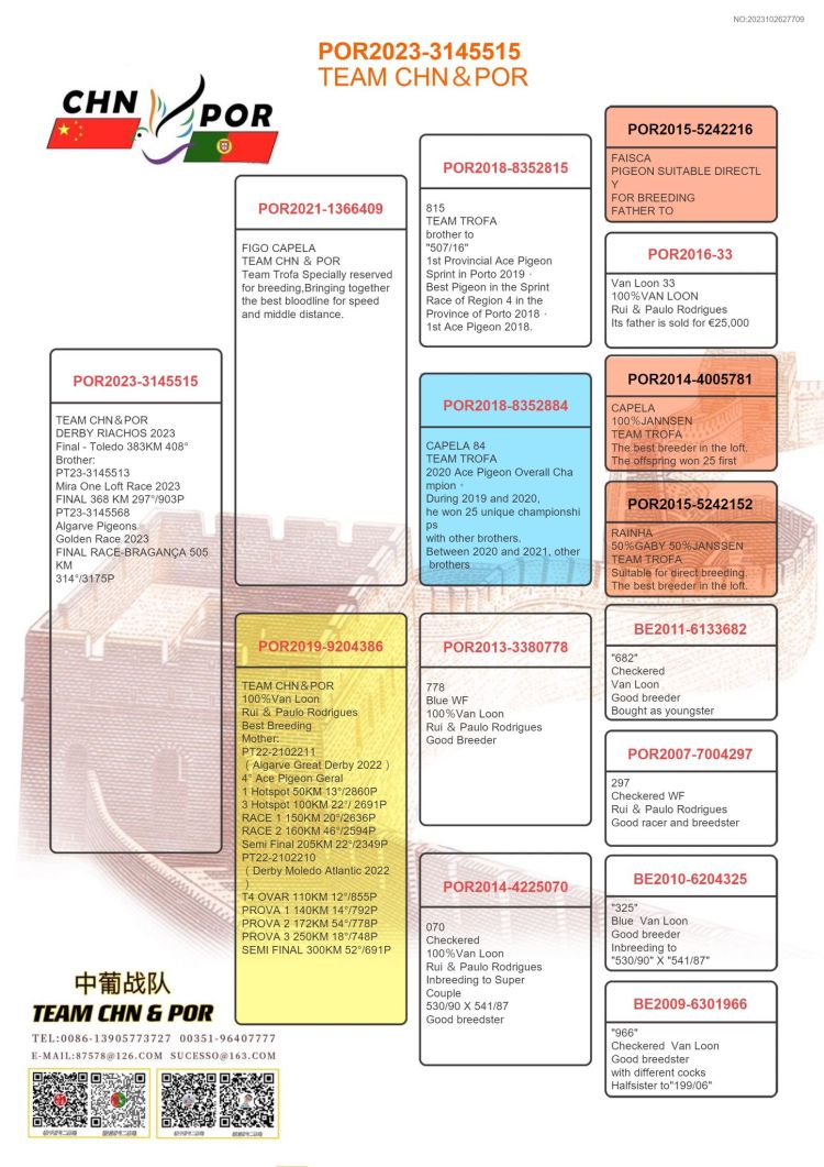 Leilão do Pombo PT-3145515-23 do proprietário Team CHN e POR - A (408º Final / 380º Pombo Ás ...