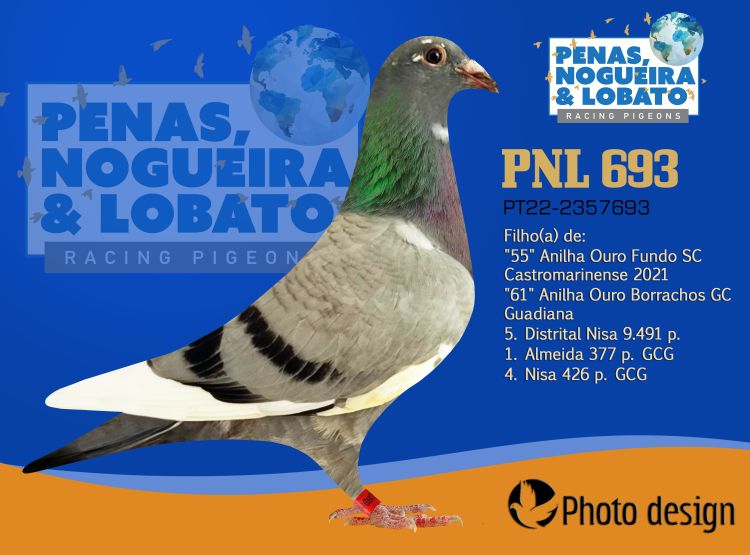 Leilão do Pombo PT22-2357693 do proprietário PENAS, NOGUEIRA & LOBATO ...