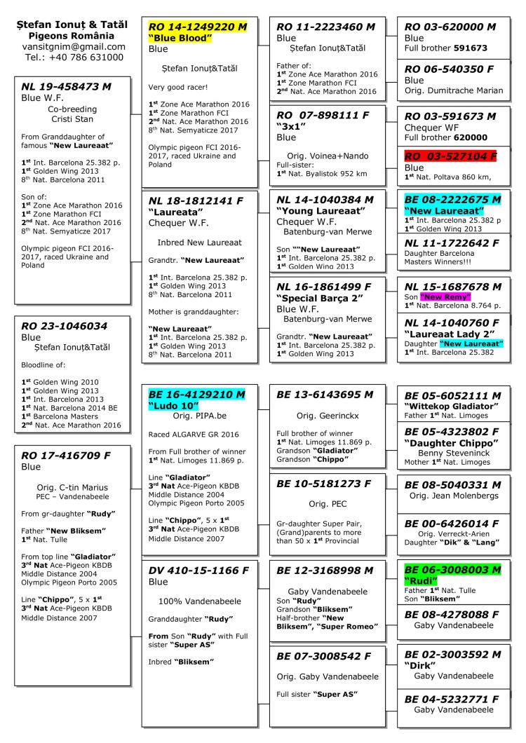 Pigeon Auction RO-1046034, seller Pirvu Dorin + Stefan Ionut & Tatal ...