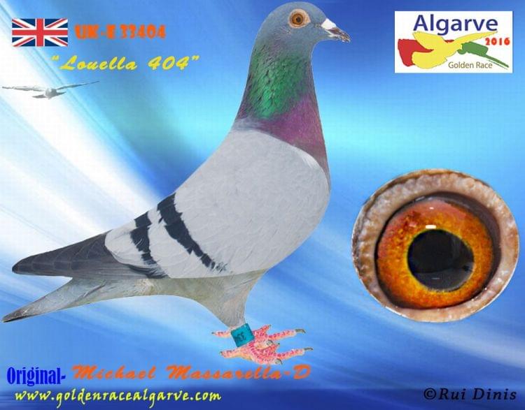 Pigeon Auction UK-E 33404, seller Michael Massarella- D (---ºº / Ace ...