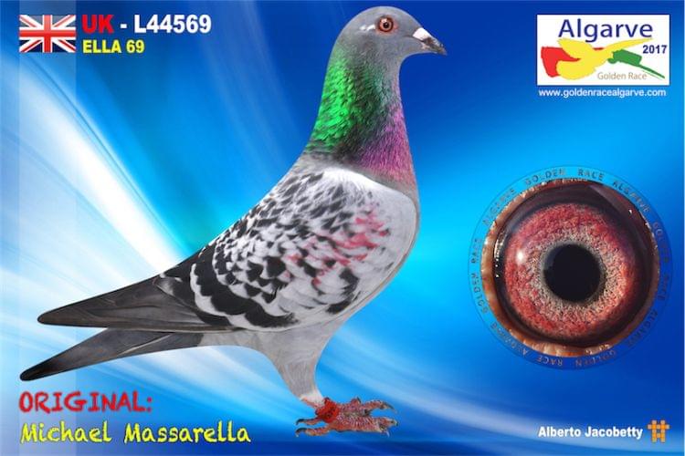 Pigeon Auction UK-L44569, seller Michael Massarella-N (412º / Ace ...