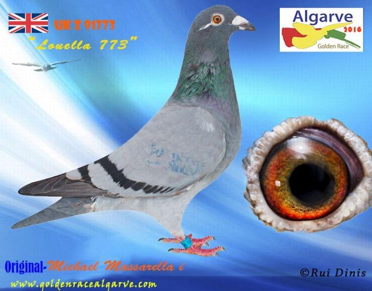 Pigeon Auction UK-Z 91773, seller Michael Massarella- I (312º / Ace ...