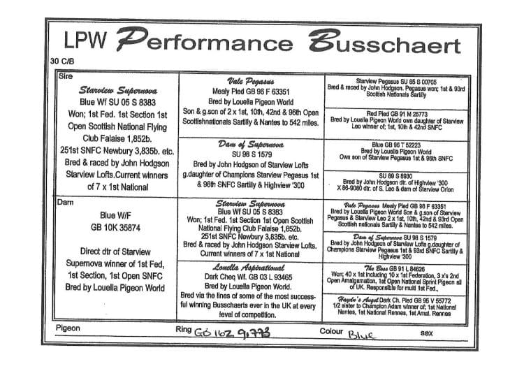 Pigeon Auction UK-Z 91773, seller Michael Massarella- I (312º / Ace ...