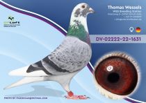 Pigeon Auction DV-02222-22-1631, seller THOMAS WESSELS -WBS | GPloft ...