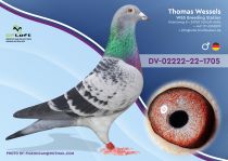 Pigeon Auction DV-02222-22-1705, seller THOMAS WESSELS -WBS | GPloft ...