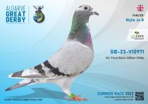 Leilão do Pombo GB 23 V10971 do proprietário Mylie Jo B (83º Final ...