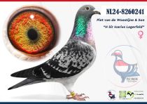 Pigeon Auction NL24-8260241, seller PIET VAN DE WOESTIJNE & SON ...